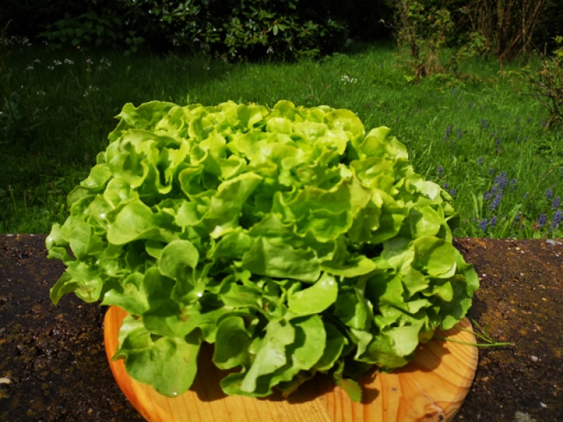 Kaninchenwerkstatt - Eichblatt Salat rot